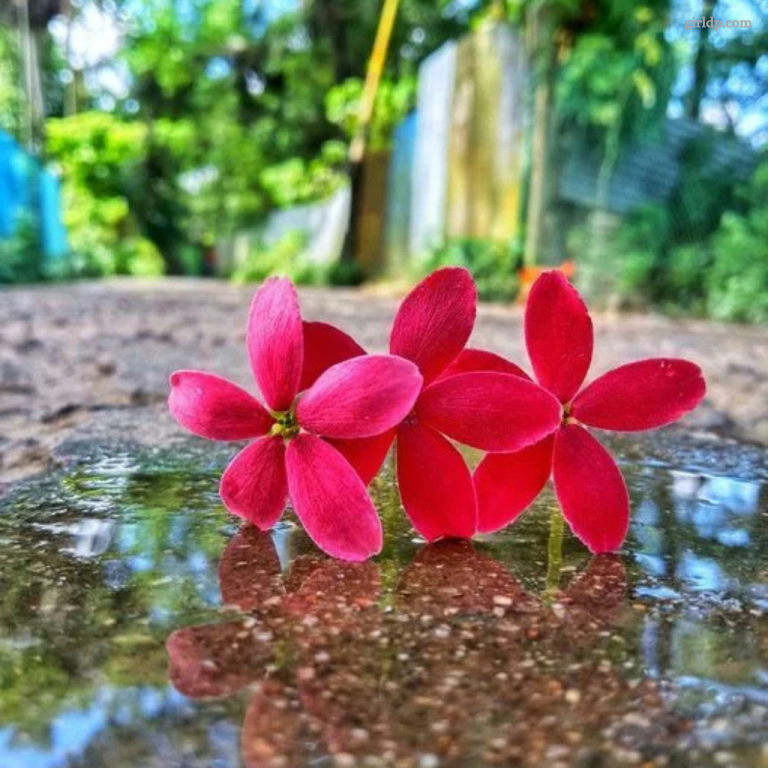 [954]+ Flowers Dp, Images & Wallpapers - Girl DP