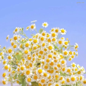 [954]+ Flowers Dp, Images & Wallpapers - Girl DP