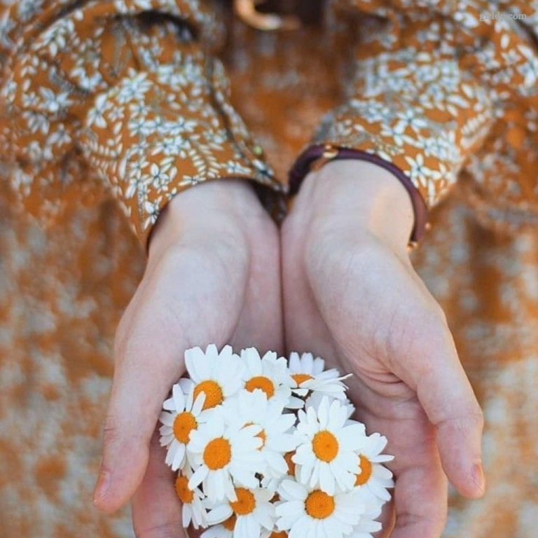 [954]+ Flowers Dp, Images & Wallpapers - Girl DP